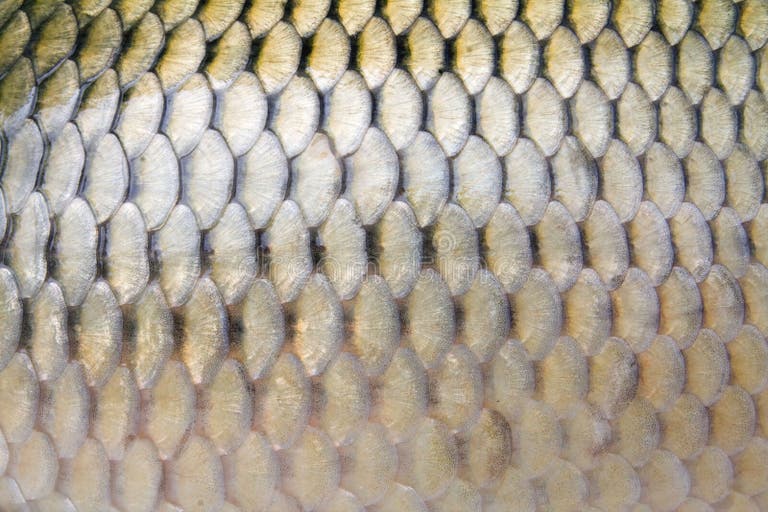 3,075 Carp Pattern Stock Photos - Free & Royalty-Free Stock Photos from ...