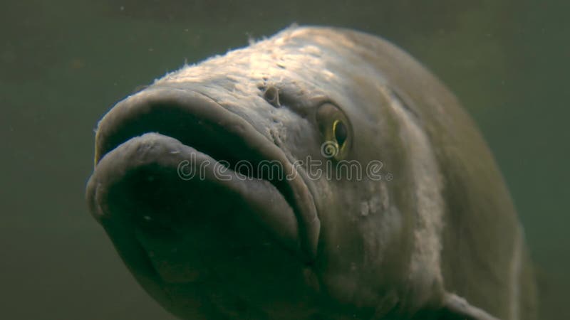 Big Carp Swimming Underwater Stock Video - Video of fisherman, life ...