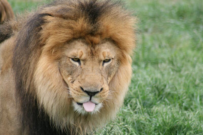 Attitude Word Door Mindset Emotion Mood Stock Illustration ...