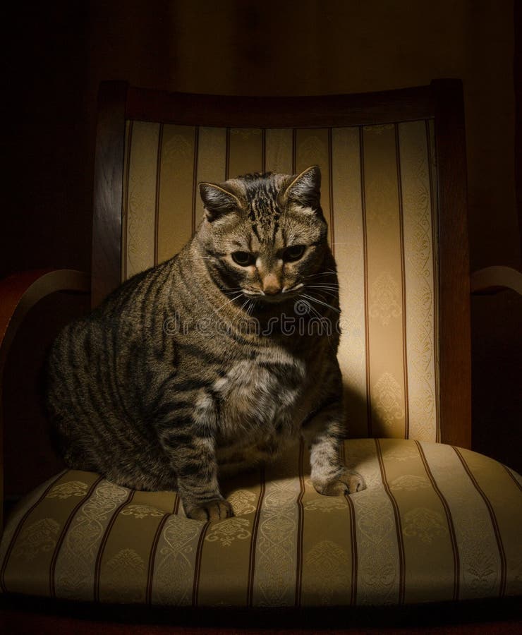Fat Cat Sitting Chair Stock Photos - Free & Royalty-Free Stock Photos ...