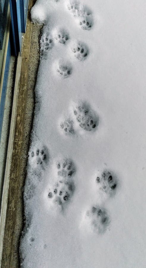 Big Cat Feet in the Snow Foot Paws on Balcony Stock Photo - Image of ...