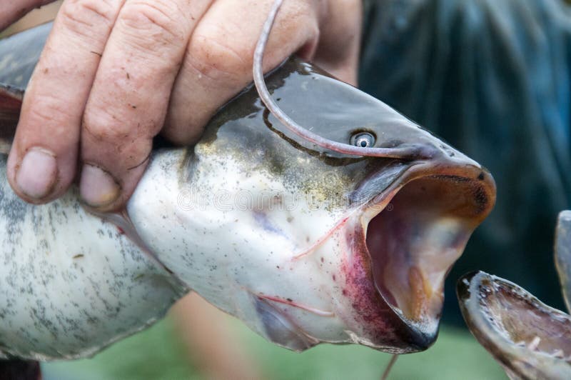 Big cat fish caught stock image. Image of catch, lure - 66743157