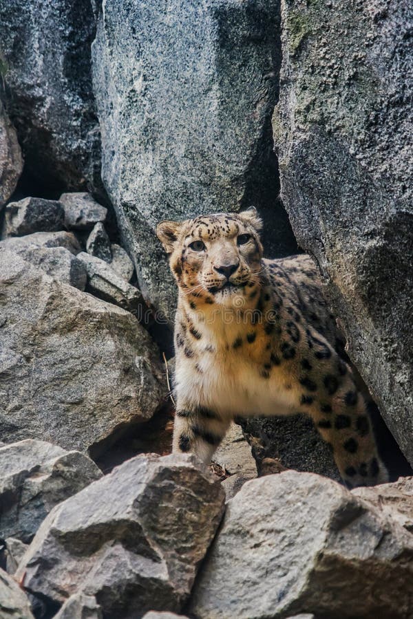 Big Cat in Front of a Stone Cave Stock Photo - Image of wildcat, animal ...