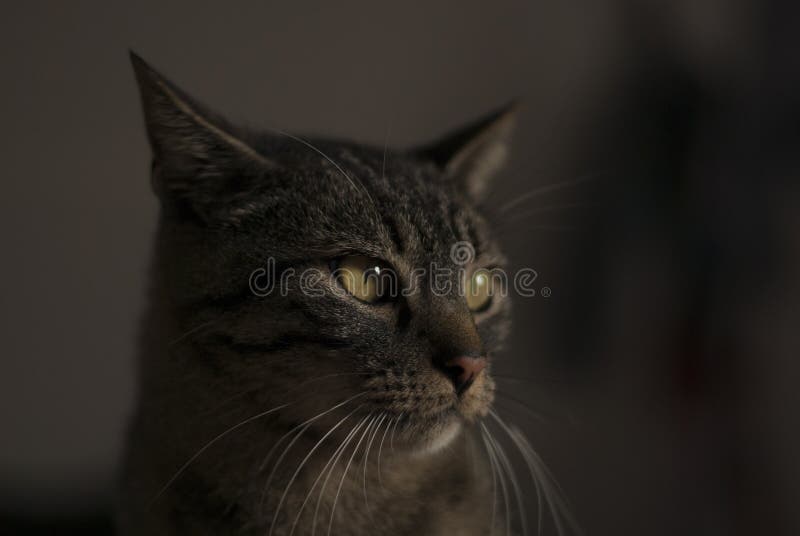 Big Cat Intense Expression and Concentration Stock Photo - Image of ...