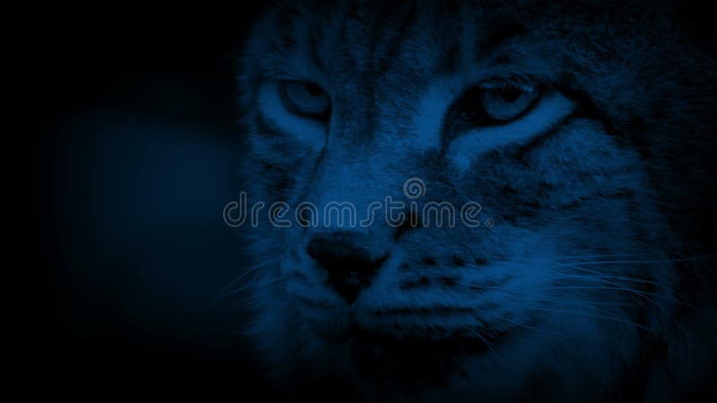 Big Cat Lynx at Night with Glowing Eyes Stock Video - Video of scary ...