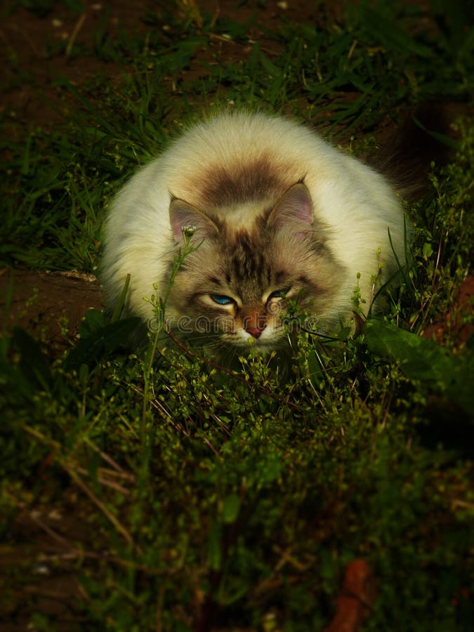 Big cat in the moss stock photo. Image of sleep, moss - 169522266