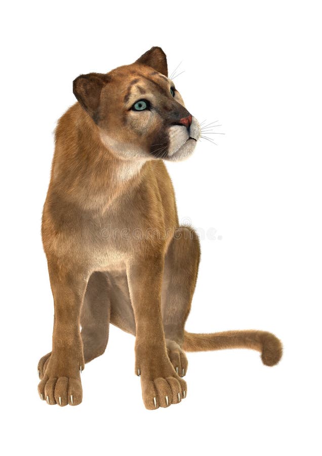 Big Cat Puma stock illustration. Illustration of puma - 56484464