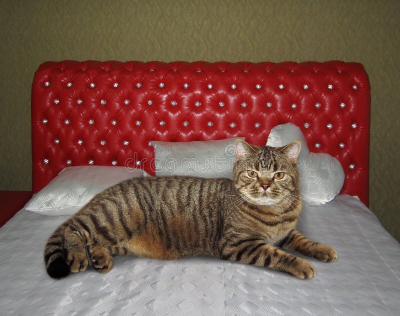 Cat rests on a double bed stock photo. Image of time - 125144732