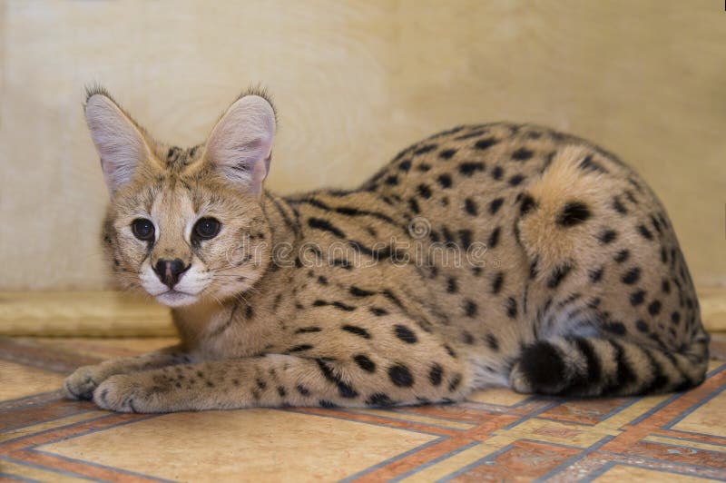 Big cat serval at home stock photo. Image of friend, posture - 51267128