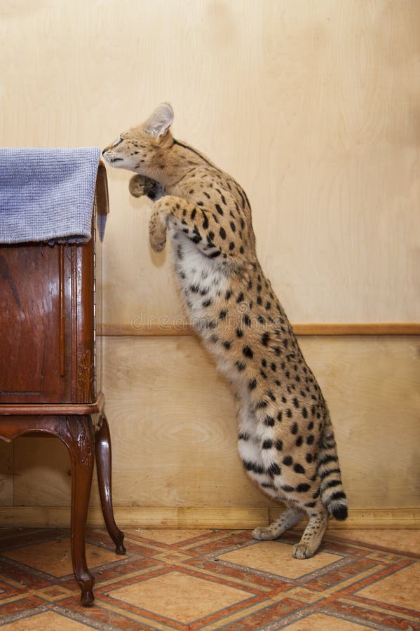 Big cat serval at home stock image. Image of safari, mammal - 51267181