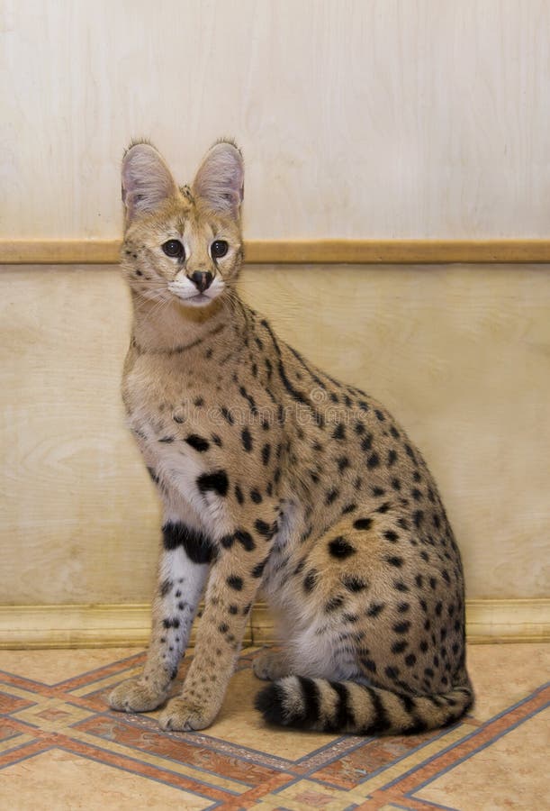 Big cat serval at home stock photo. Image of home, africa - 51267412