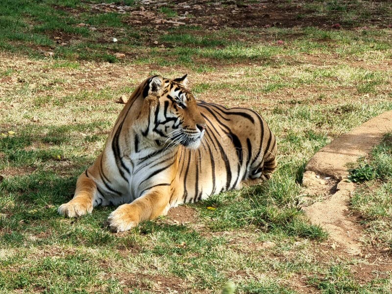 Big cat tiger stock image. Image of safari, wildlife - 258916601