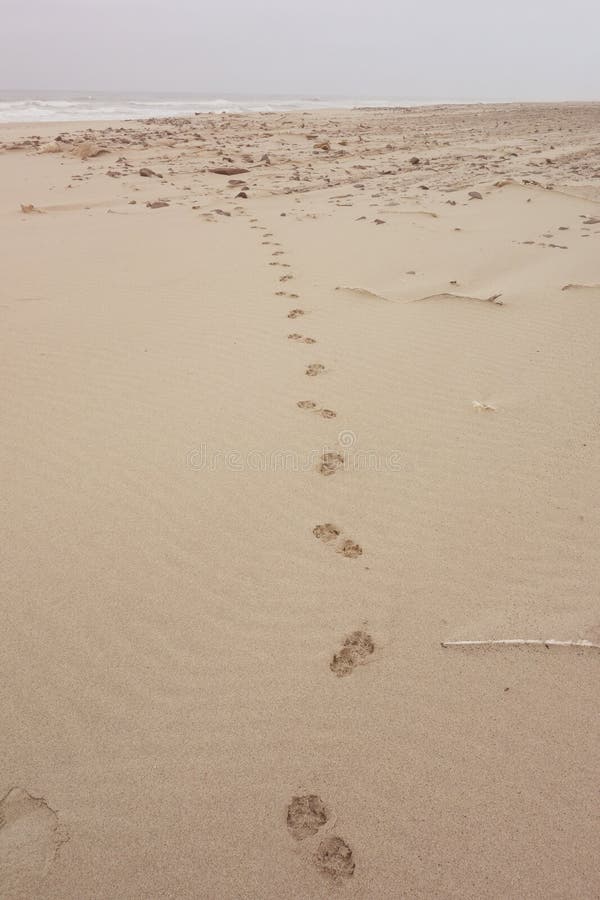 Dog prints stock photo. Image of canine, prints, footprint - 141843274