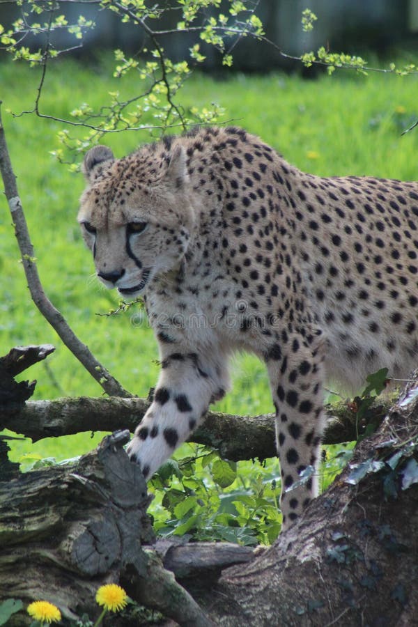 Big cat in a zoo stock photo. Image of mammal, savanna - 193092500