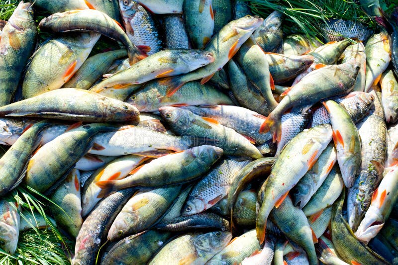 A big catch stock photo. Image of summer, sunny, perch - 18453522