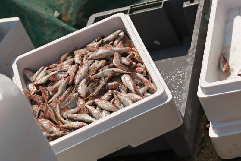 Big Catch of Mullet Fish in Box on Fishing Boat Stock Image - Image of ...