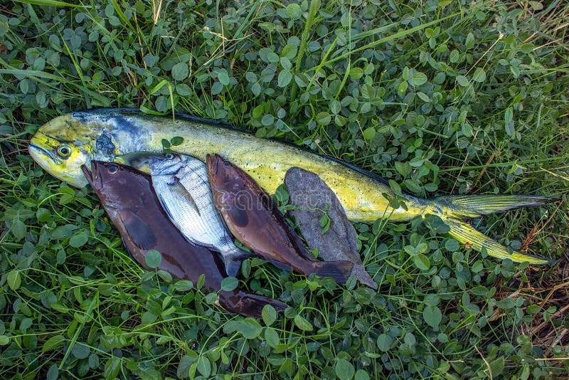 Big Catch a Variety of Sea Fish. Stock Photo - Image of activity ...