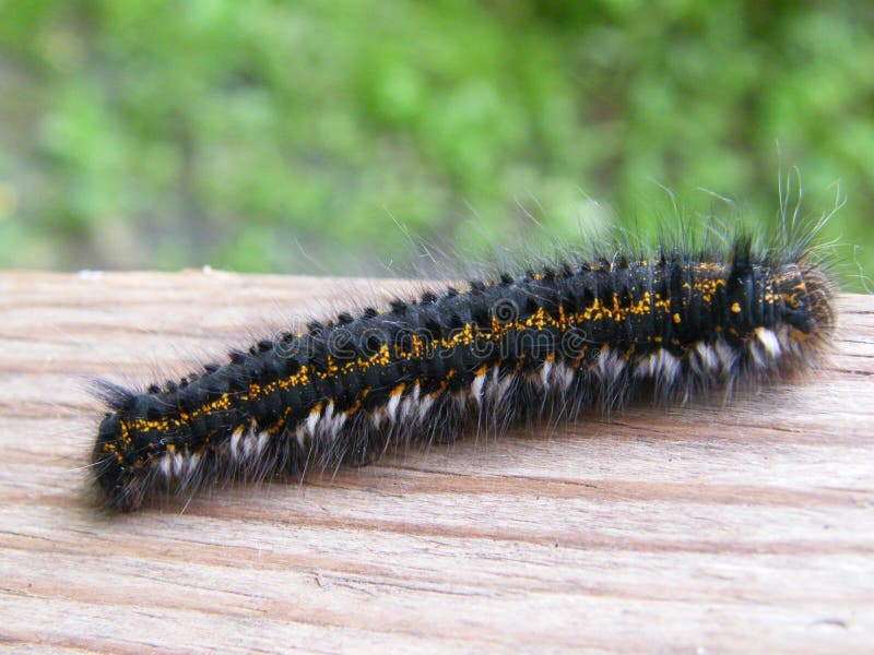 Big caterpillar stock image. Image of creeps, wood, butterfly - 44570159