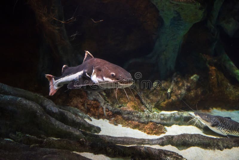 Big catfish swimming stock image. Image of swimming - 268299161