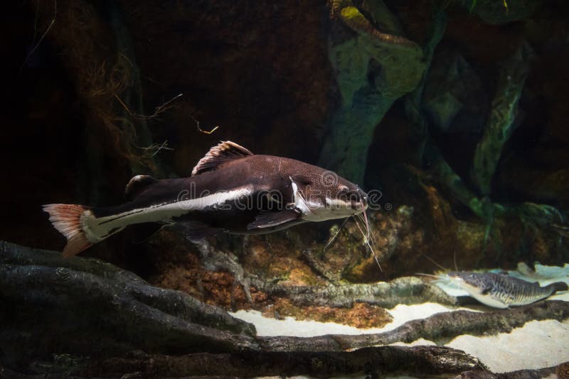 Big catfish swimming stock image. Image of deep, dive - 328632759