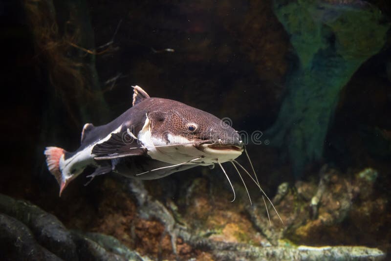 Big catfish swimming stock photo. Image of fish, predator - 328632856
