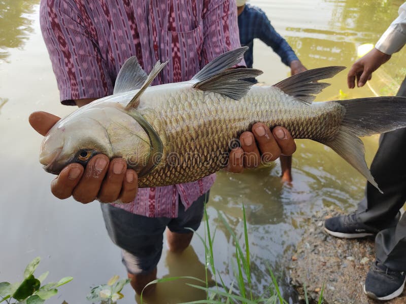 Big Catla Carp in Hand of a Farmer Close Up View in Nice Blur ...