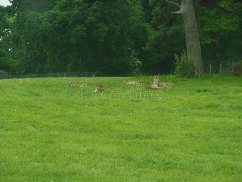 Big cats in the distance stock photo. Image of grass - 99253834