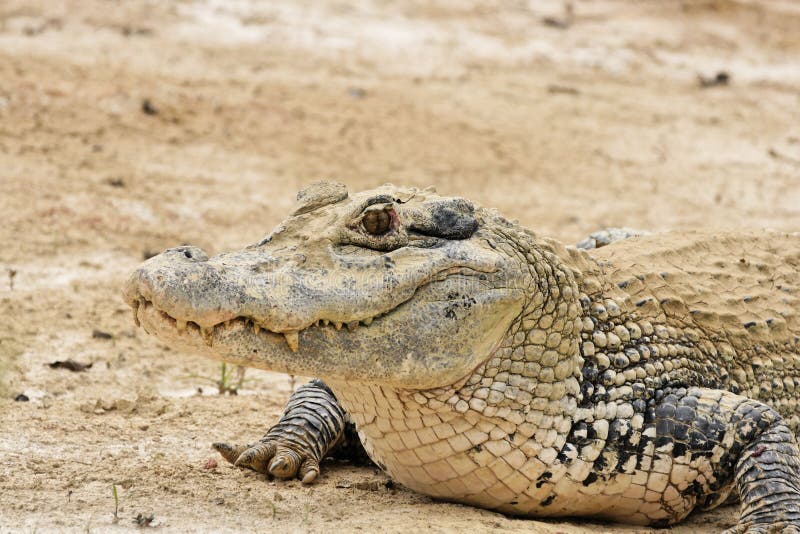 Cayman Alligator Stock Photos - Download 869 Royalty Free Photos