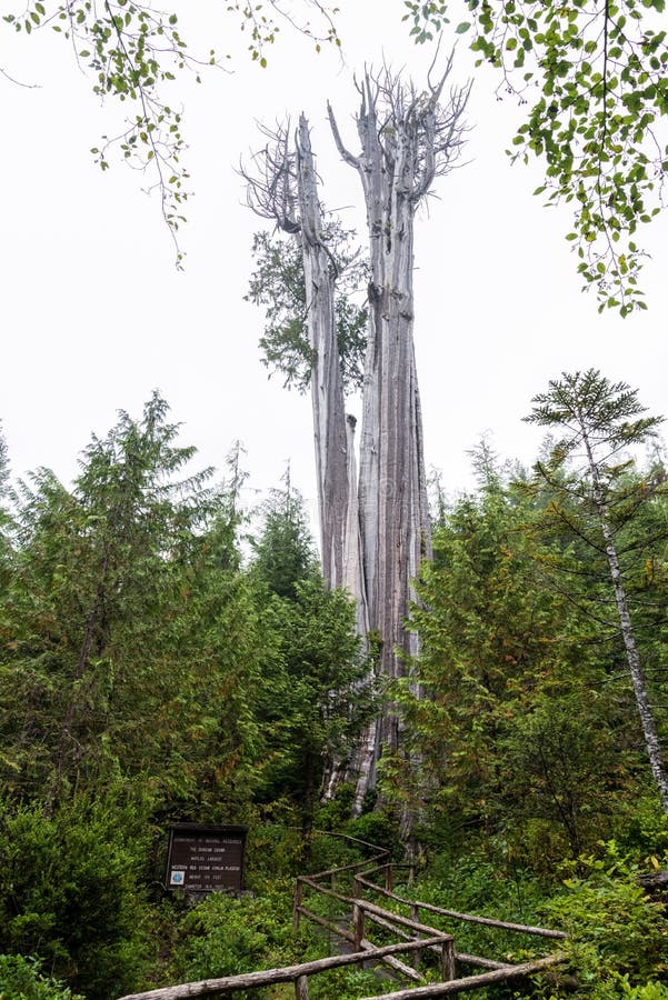 Big Cedar Tree Kalaloch in Olympic National Park Stock Photo - Image of ...