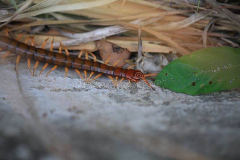 Big Centipede Running through the Fallen Leaf Stock Photo - Image of ...