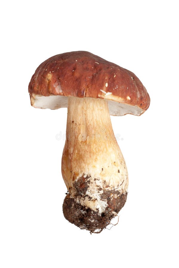 Big cepe stock photo. Image of stem, vegetable, object - 26567166