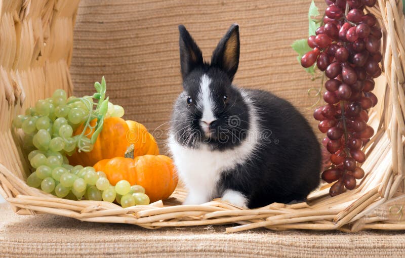 With the Big Cheeks Black and White Baby Dwarf Dutch Rabbit. One Stock ...