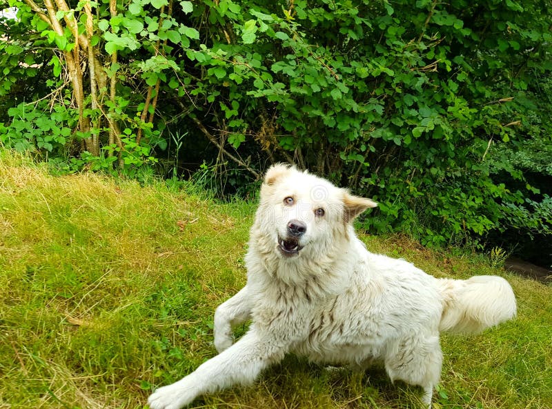 A Big Cheerful Great Pyrenees Dog Runs . Stock Image - Image of outdoor ...