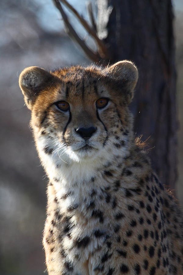 Big cheetah stock image. Image of looking, animals, stare - 3667919