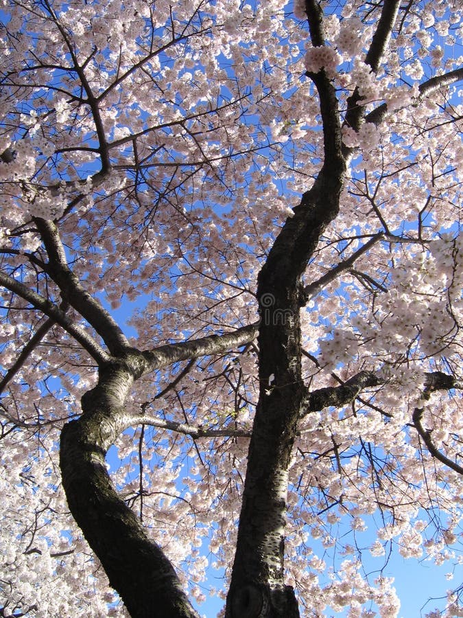 Big Cherry Blossom Tree stock photo. Image of cherry, bloom - 7683706