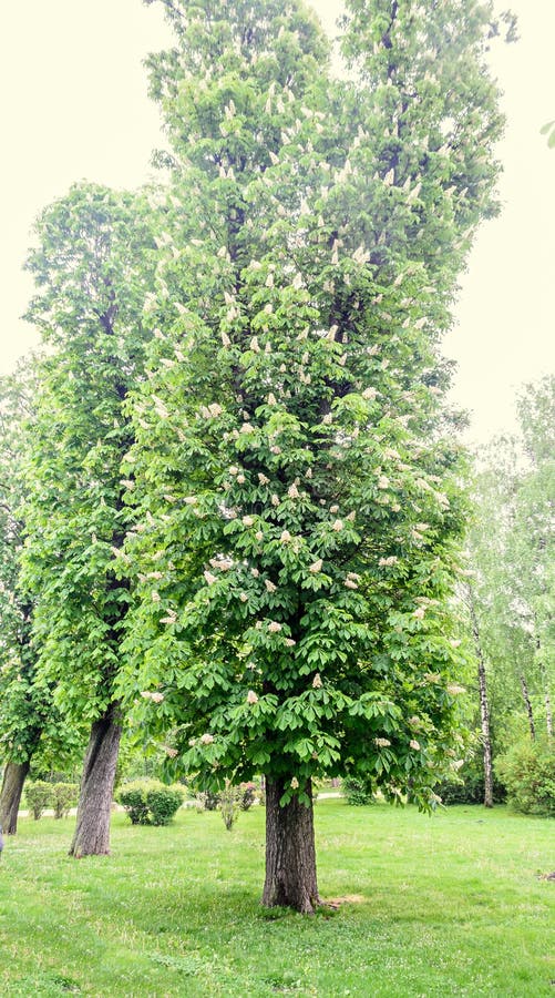 Big chestnut tree stock image. Image of forest, beautiful - 26442965