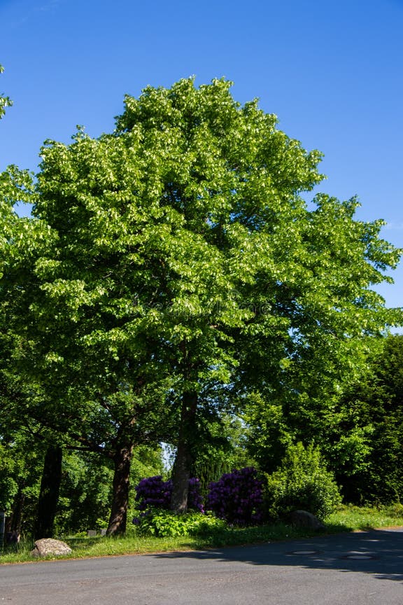 Big Chestnut Tree is Full of Juice Stock Image - Image of blue, tree ...