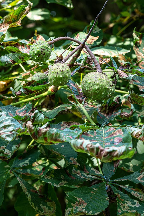 Big Chestnut Tree with a Lot of Spiny Chestnuts Stock Image - Image of ...