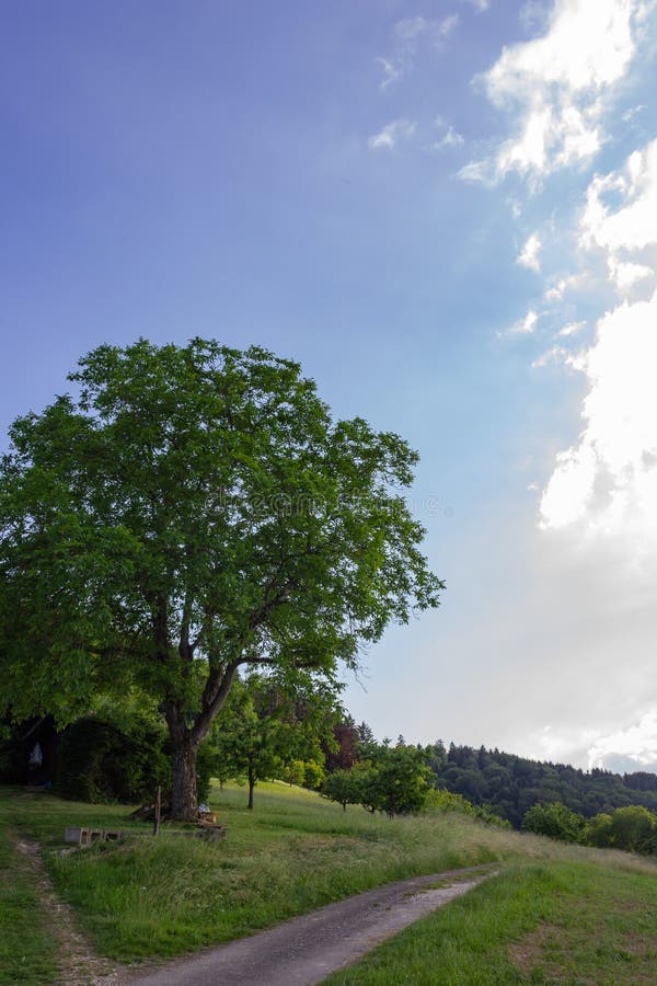 Big Chestnut Tree on Mountain Stock Image - Image of chestnut, green ...