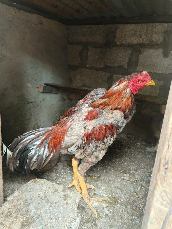 Big chicken, bangkok type stock image. Image of type - 372726415