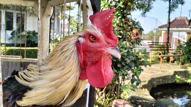 Big Chicken roaster stock photo. Image of poultry, roaster - 283613662