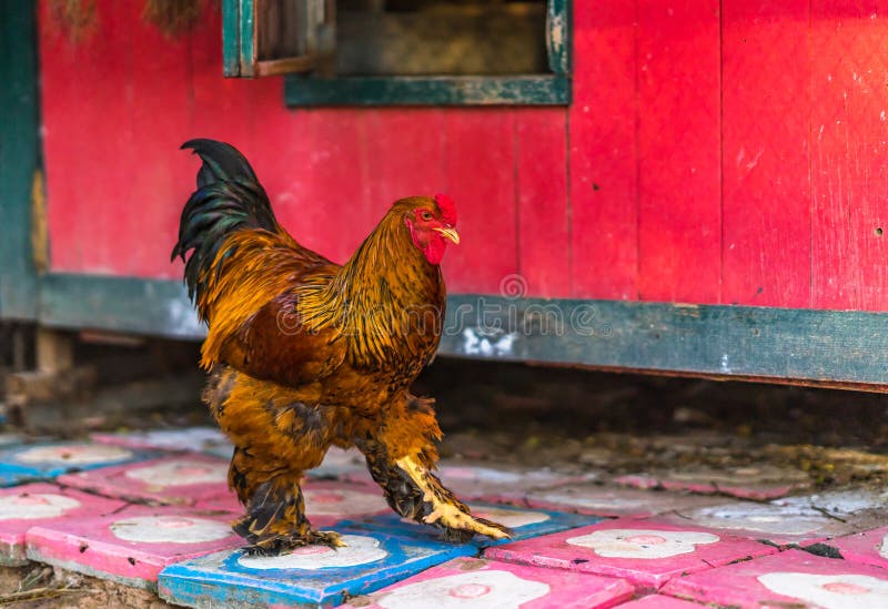 Big Chicken. stock image. Image of walking, chicken - 102231739