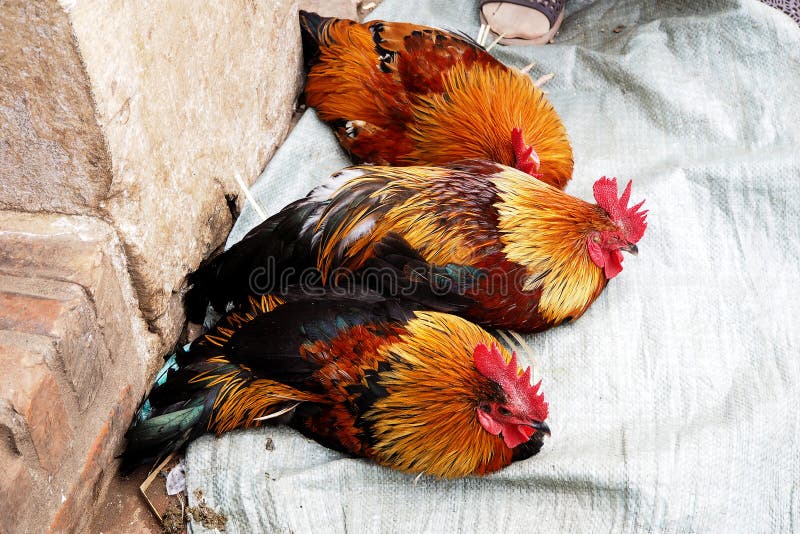 Chicken sleeping stock image. Image of farm, comb, long - 19167981