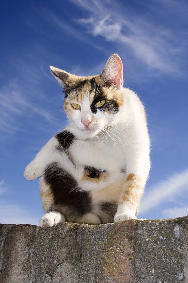 Big chief sitting cat stock photo. Image of guardian, yellow - 5690148