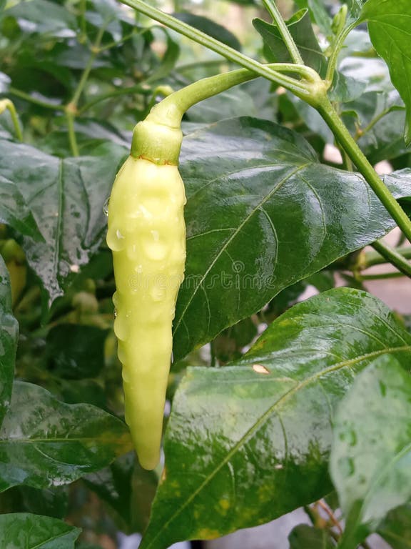 Big Chili Rawit stock image. Image of rawit, dish, plant - 205871143