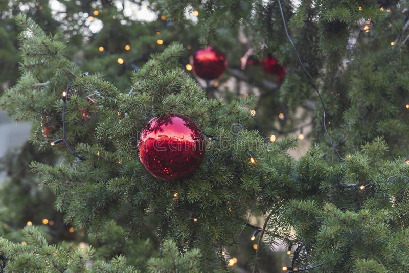Big Christmas Red Flask on a Green Tree. in the Flask is a Reflection ...
