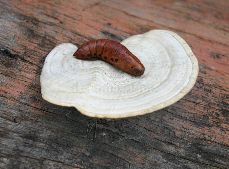 Big Chrysalis Over Poisonous Mushroom Stock Image - Image of bloom ...