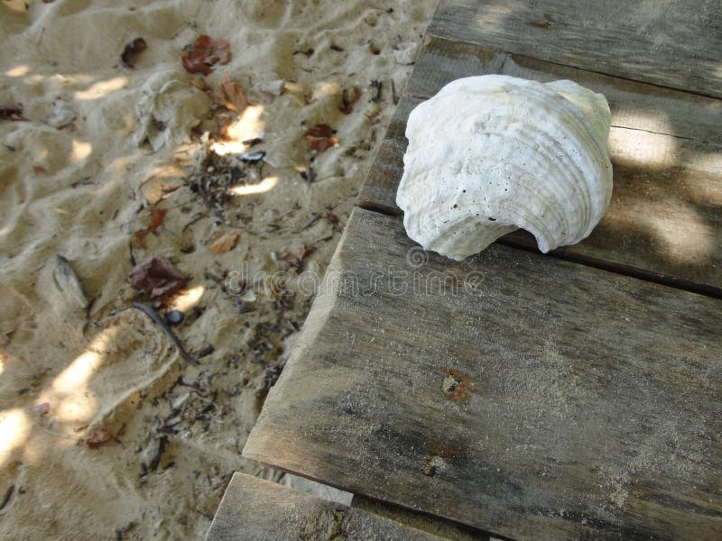 A Big Chunky Shell Found in White Sand Beach in North Maluku, Indonesia ...