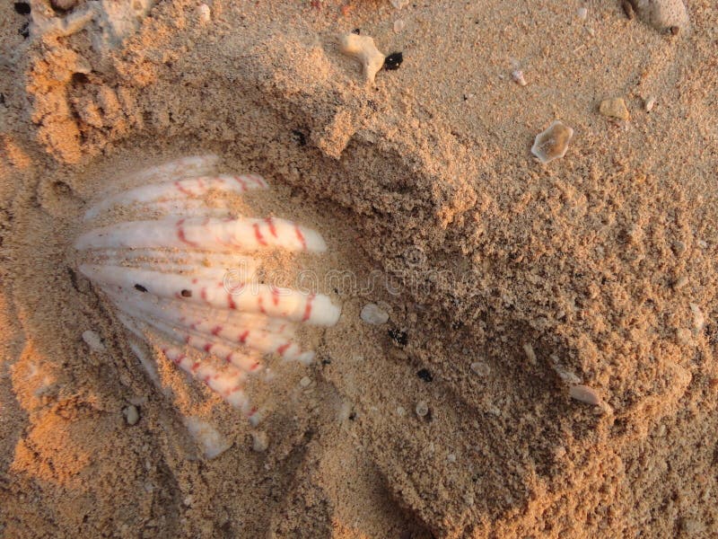 946 Dead Clamp Stock Photos - Free & Royalty-Free Stock Photos from ...