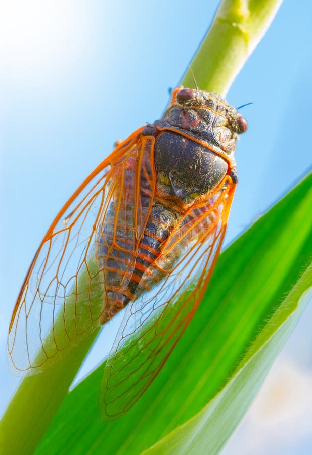 Big cicada stock photo. Image of leaf, wonderful, animal - 32656422